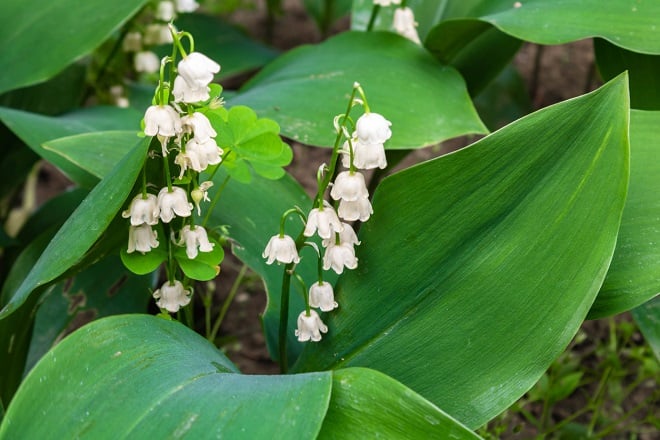 25 images pleines d'humour pour célébrer la fête du muguet